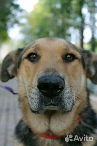 Альма ищет дом и семью