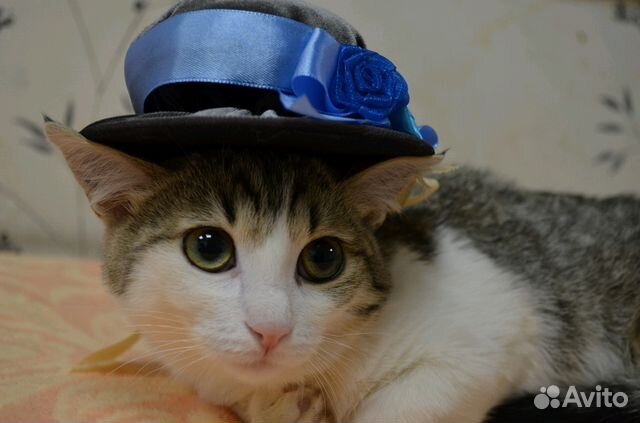 Котёнок ищет дом