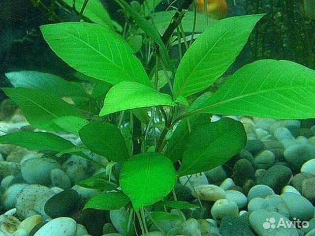Отдам аквариумные растения
