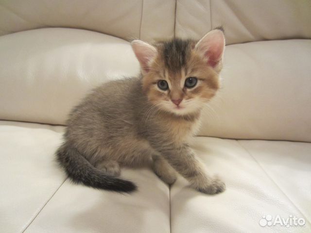 Котенок британской серебристой шиншиллы
