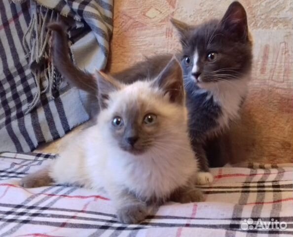 Мелкие котятки (2 мес) ищут дом