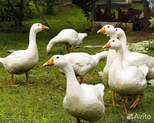 Гусь на новогодний стол