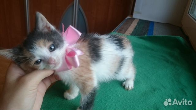 Трехцветный котенок-девочка в дар 1 мес