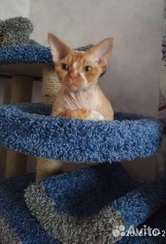 DRX котик- подросток