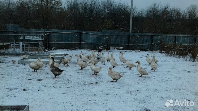 Продам мясо гуся, индоутки, индюка