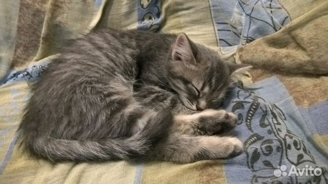 Котёнок от дымчатой кошечки