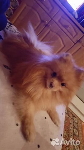 Шпиц ищет девочку