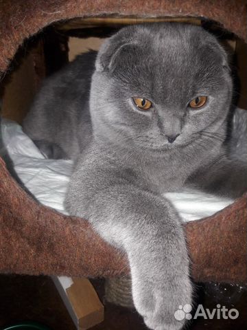 Британский, вислоухий кот