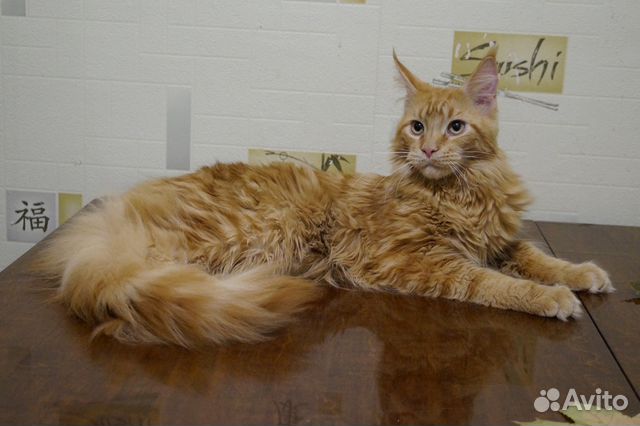 Красный котик мейн-кунчик