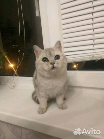 Котёнок Британская порода