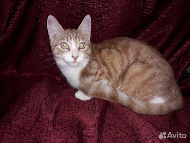 Метис мейн куна