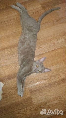 Корниш-рекс