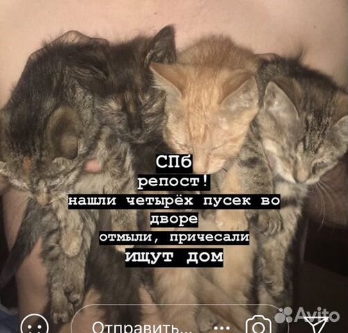 Котята 1 и 2 месяца