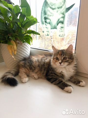 Сибирский Котёнок