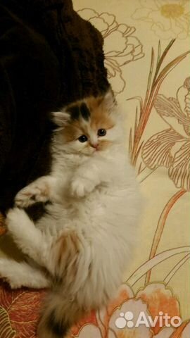 Пушистик ищет дом