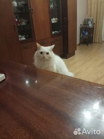 Кошечка маргоша