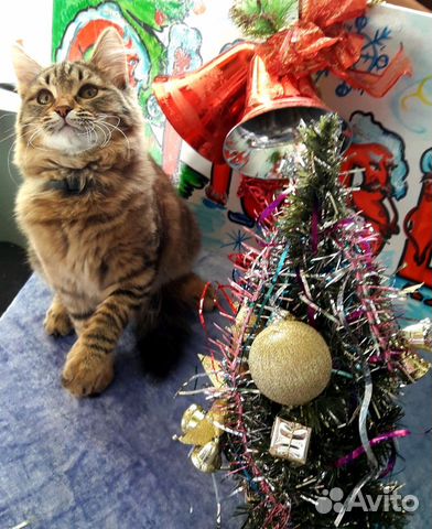 Подарите себе радость