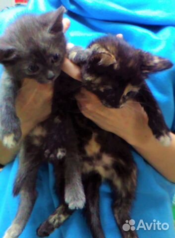 Котятки в добрые руки