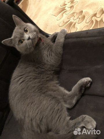 Кошка Британка. Кличка « Буся»