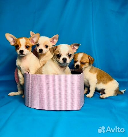 Чихуахуа щенки разных окрасов, перспективные