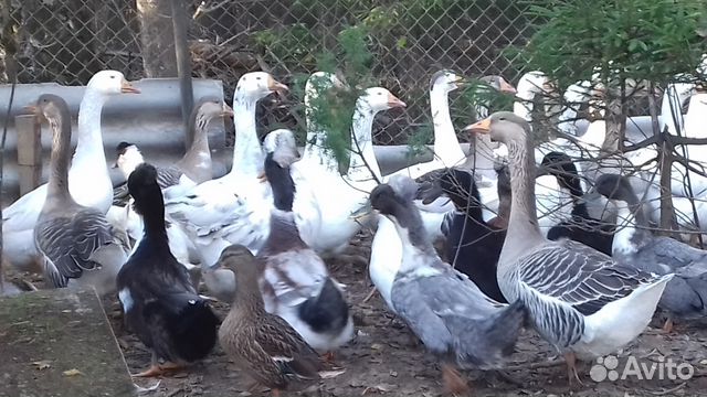 Утки,гуси,павлины,фазаны