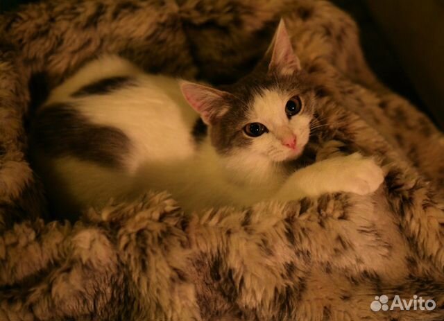 Котёнок Стеша ищет дом