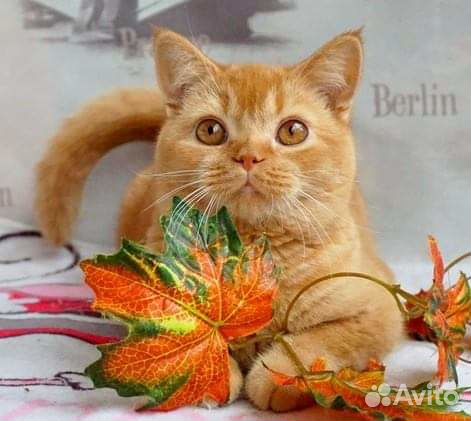 Рыжая солнечная кошечка