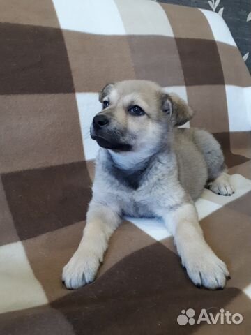 Щенок Гром н охрану частного дома и для души