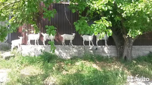 Продаются козлята