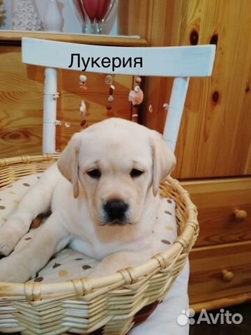 Лабрадор - ретривер