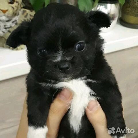 Щенок мини дш Чихуахуа