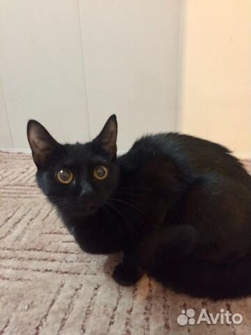 Бомбейский котенок в дар 3 мес