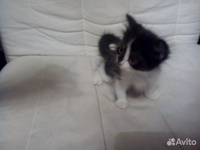 Котята 1.5месяца