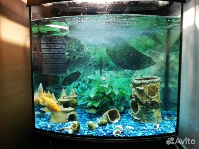 Аквариум с рыбками