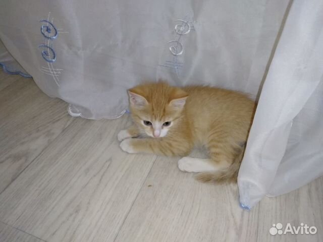 Рыженькая кошечка Отдам в добрые руки