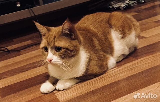 Рыжий котан