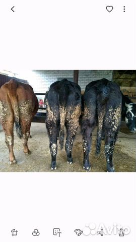 Продаются 1,5 годовалые тёлки, овцы(котные и ягнят