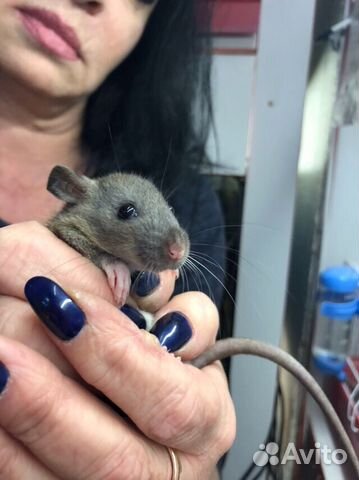 Крысята пасюки