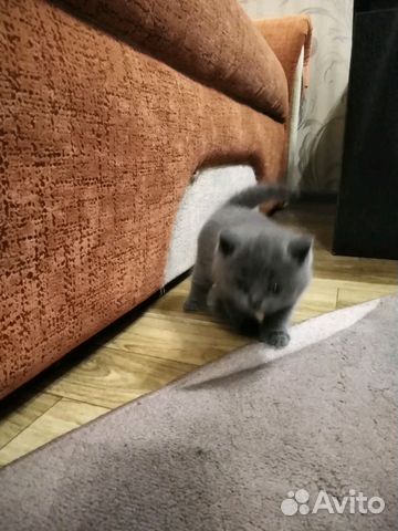 Британские котята, очень красивые, активные, игрив