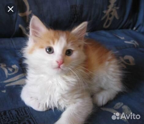 Сибирский котик