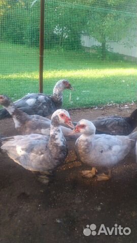 Индоутки, утята, индейка