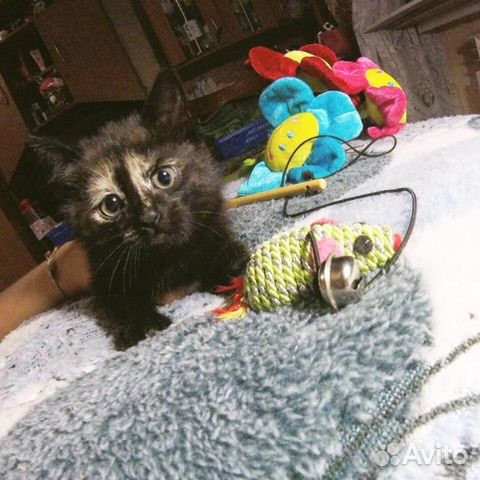 Чудесные котята 2 мес