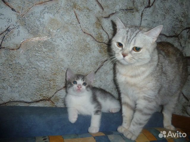 Шотландские прямоухие котята