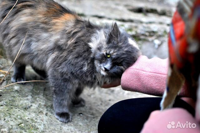 Булочка с корицей