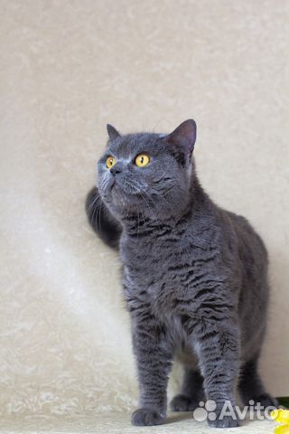 Кошечка в дар