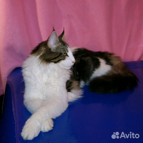 Шикарный Норвежский лесной кот