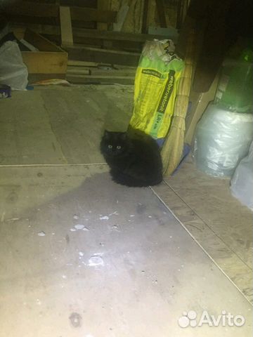 Котёнок. девочка