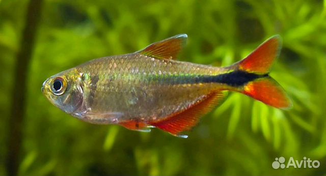 Рыбы тетры и гиринохейлус