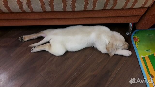 Продается лабрадор