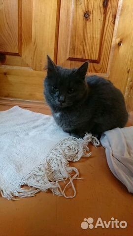 Ласковый котёнок 5 месяцев в добрые руки